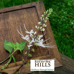 Other Health Benefits of Misai Kucing Tea - RhymbaHillsTea.com